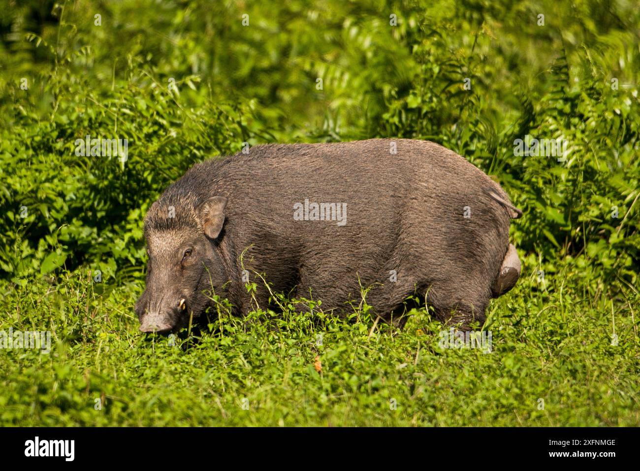 Wild boar (Sus scrofa) male, Manas National Park UNESCO World Heritage ...