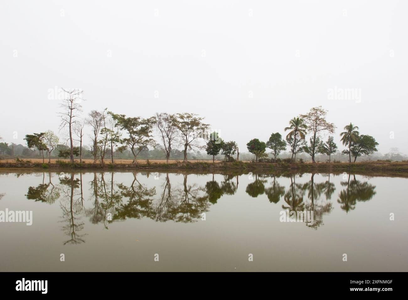 Trees reflected in water, Manas National Park UNESCO World Heritage ...