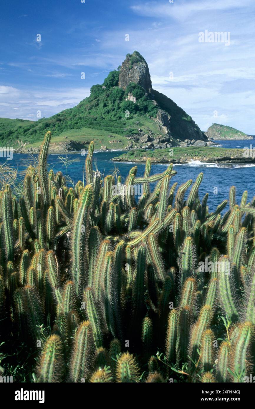 Cacti and Morro do Pico peak seen from Baia do Sueste / Calm Bay ...