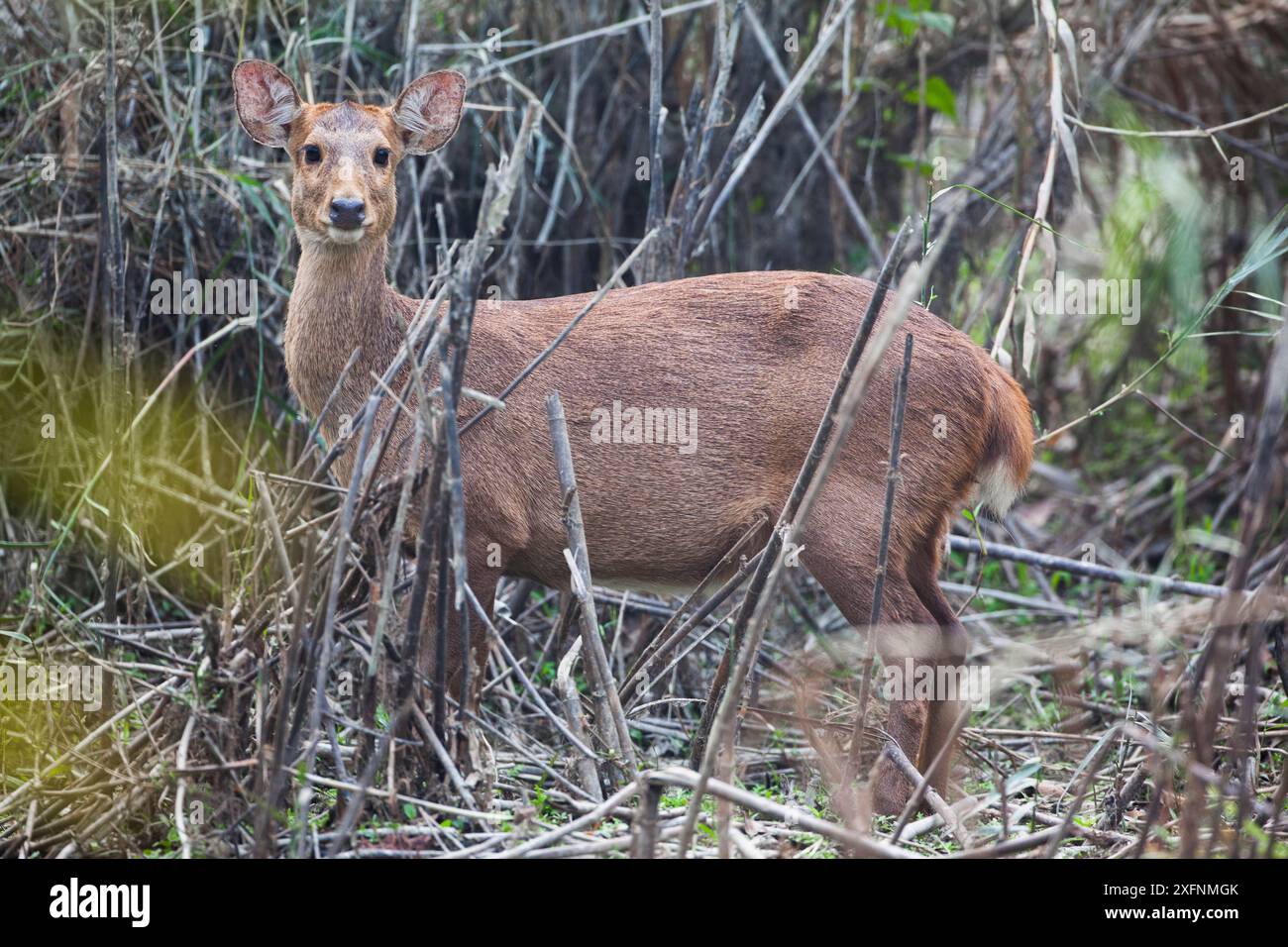 Indian hog deer (Hyelaphus porcinus) Manas National Park UNESCO World ...