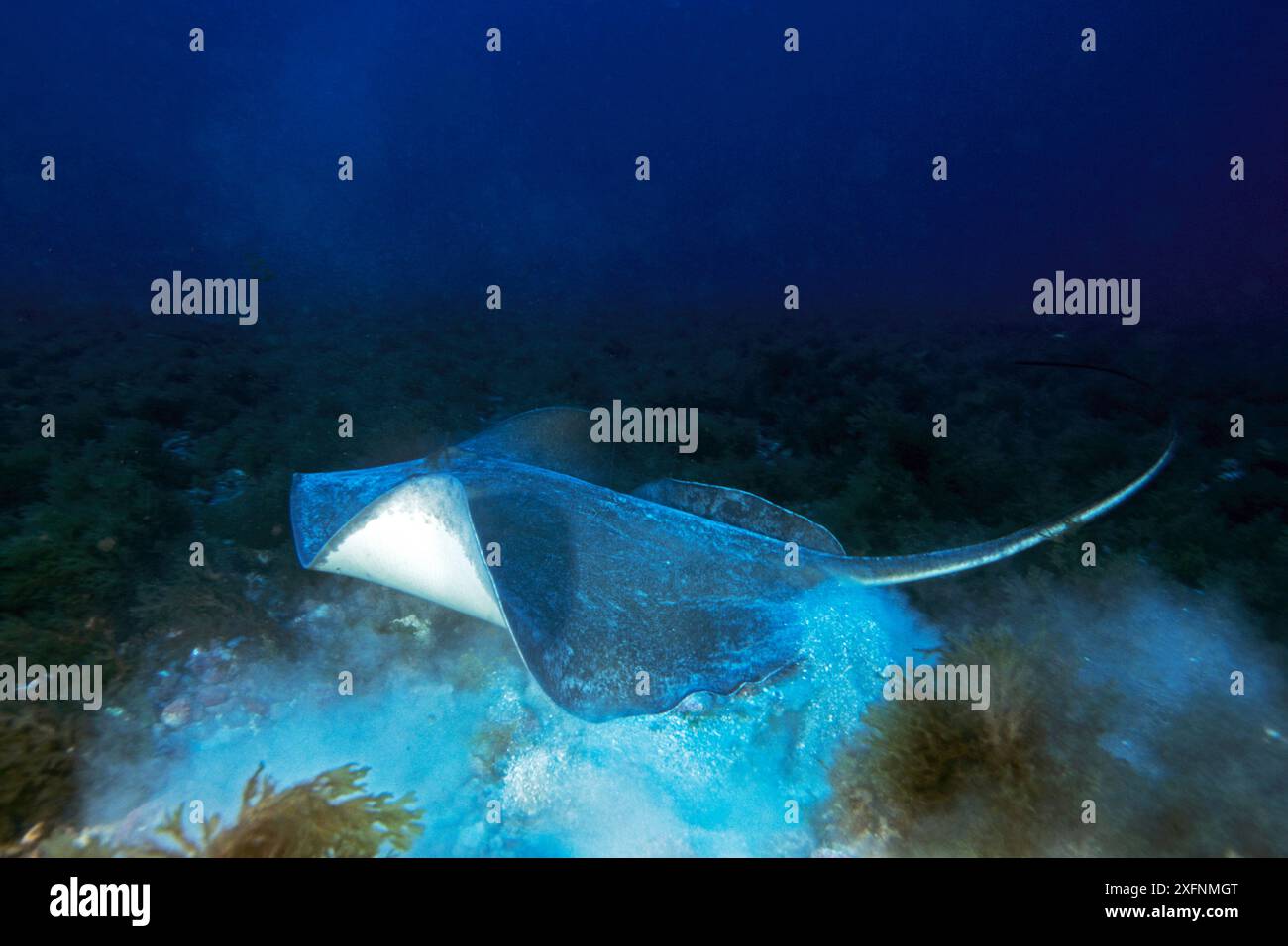 Southern stingray (Hypanus americanus) Fernando de Noronha Marine ...
