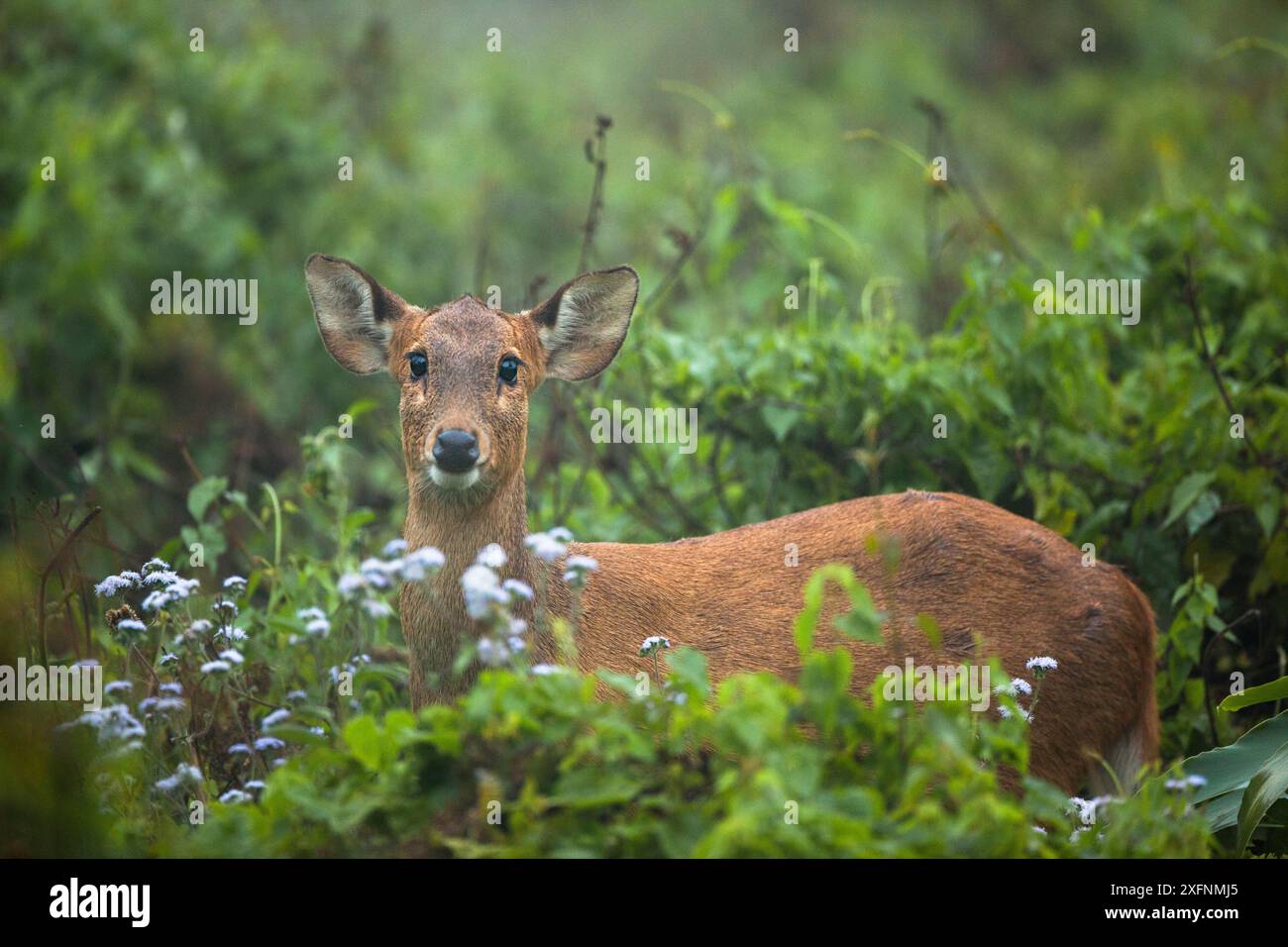 Indian hog deer (Hyelaphus porcinus) Manas National Park UNESCO World ...