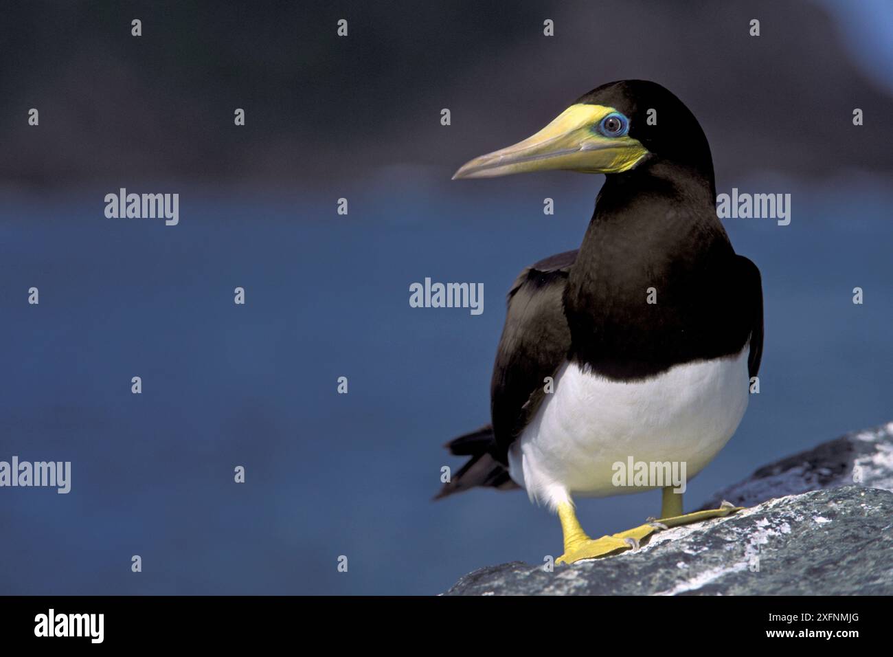 Brown booby (Sula leucogaster) Fernando de Noronha Marine National Park ...