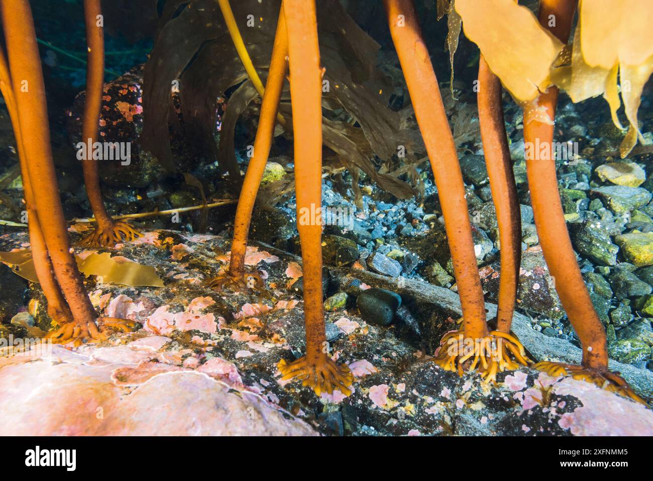 Kelp holdfast attached to rock, underwater, Svalbard, Norway, September ...