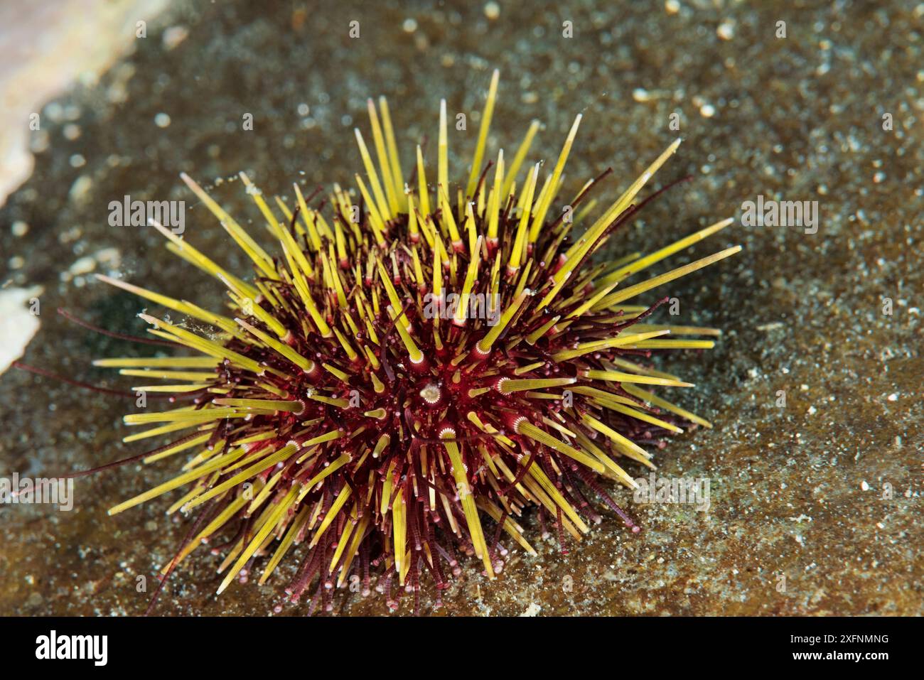 Purple sea urchin (Strongylocentrotus purpuratus) off the coast of ...