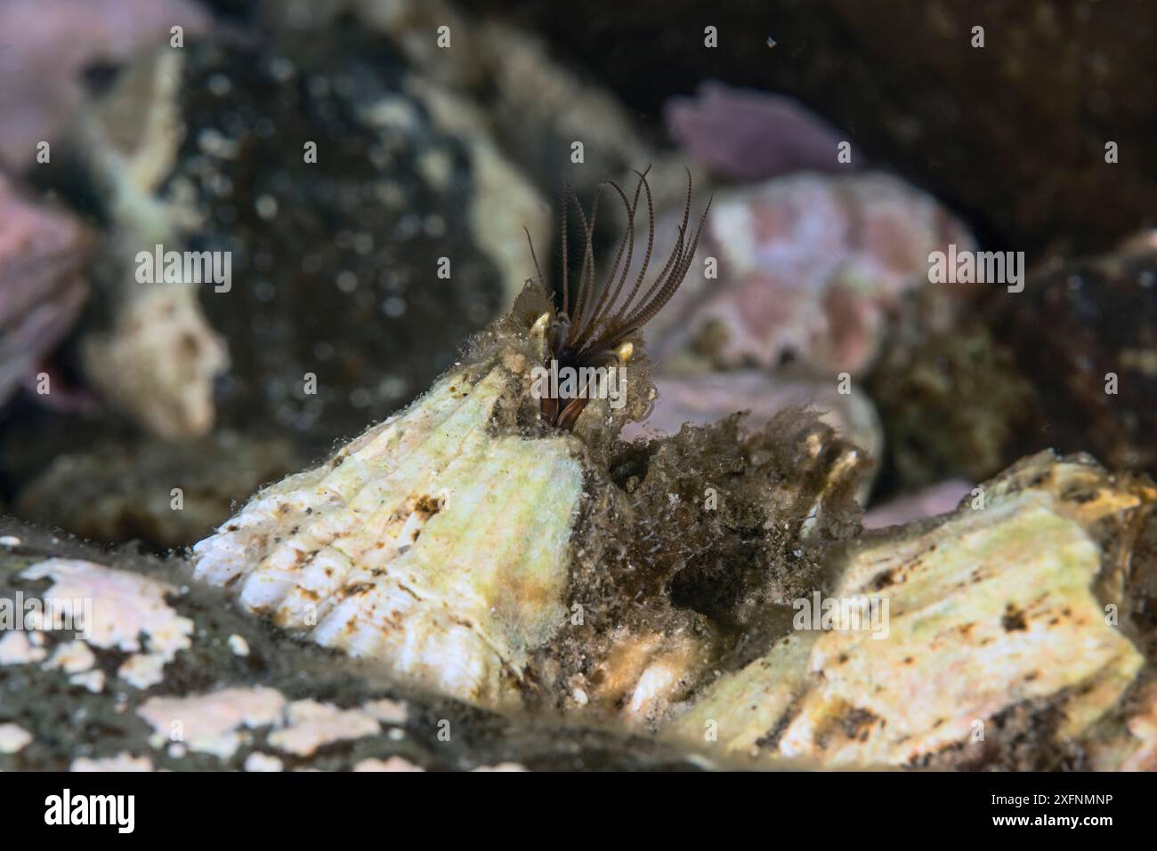 Barnacle (Balanus balanus) underwater, off the coast of Svalbard ...