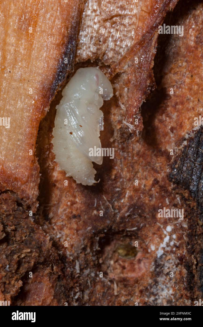Mountain pine beetle (Dendroctonus ponderosae) pupa in Lodgepole Pine ...