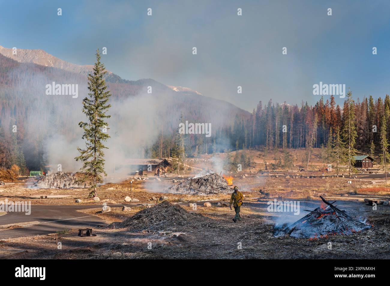Dead 'beetle kill' trees burning in control fire in cleared camp ground ...