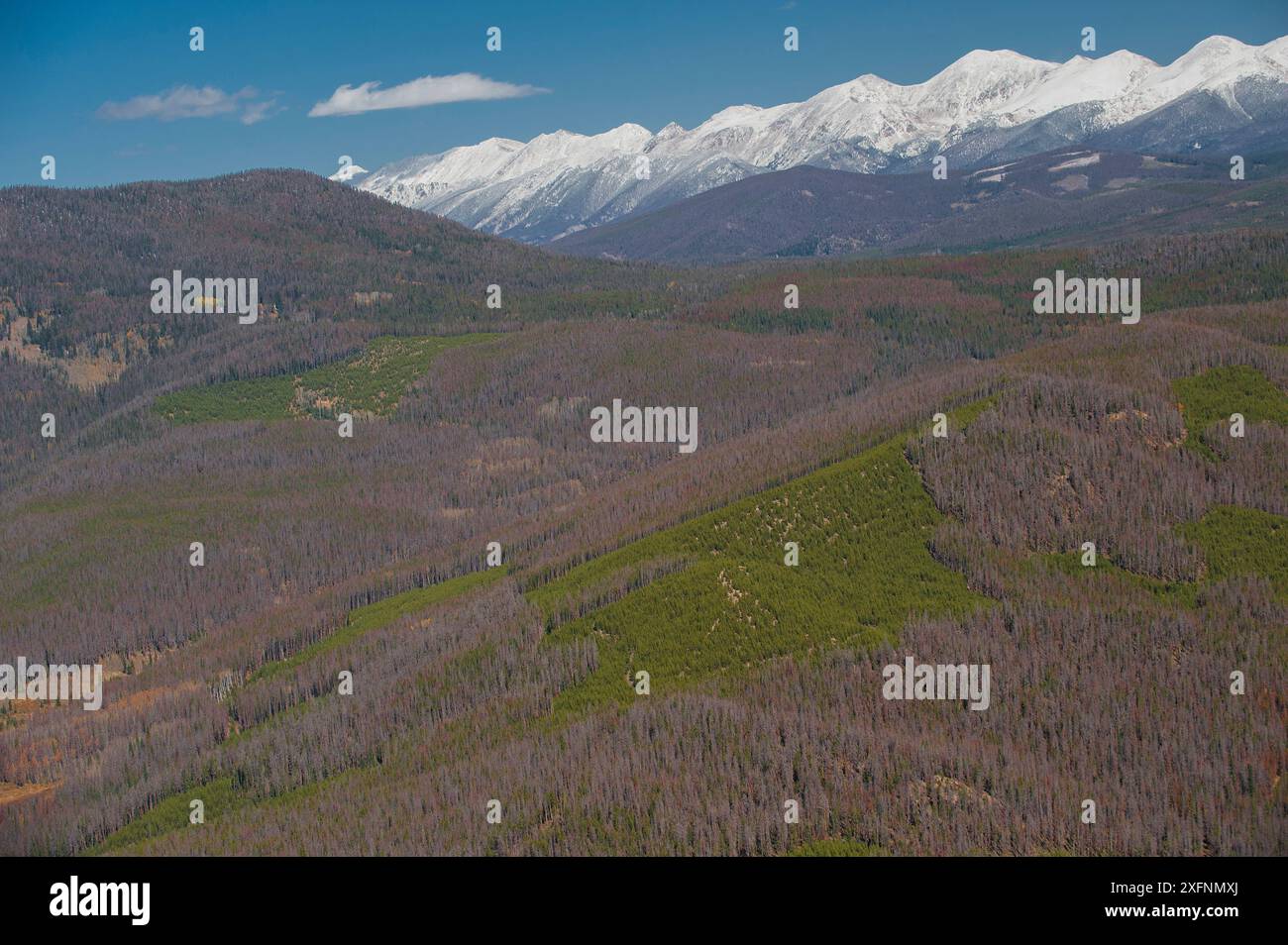 Aerial photograph of Lodgepole Pine forest (Pinus contorta) with many ...