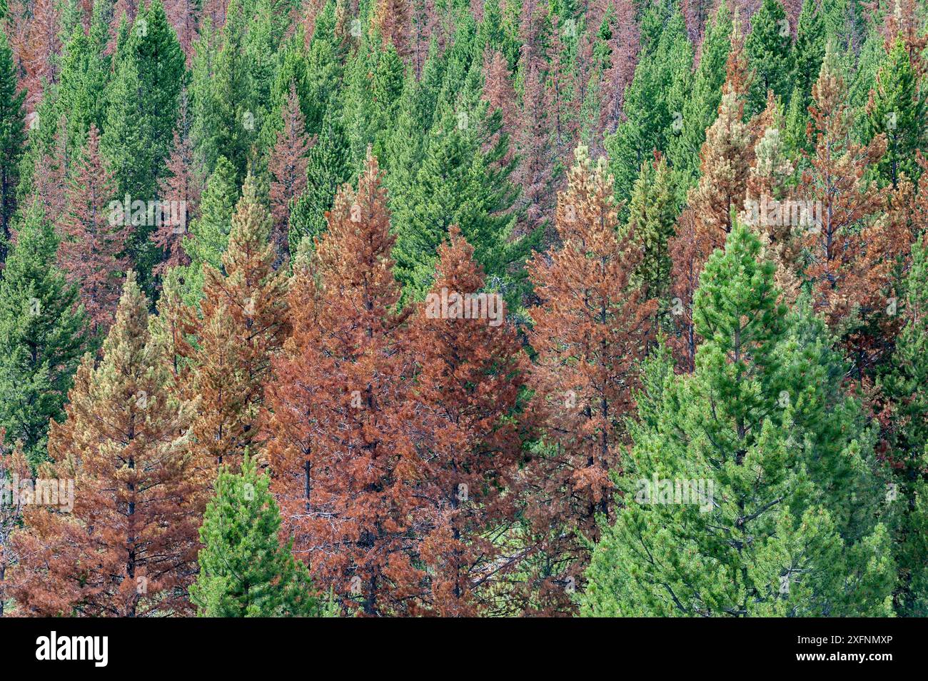 Dead trees killed by Mountain pine beetle (Dendroctonus ponderosae ...