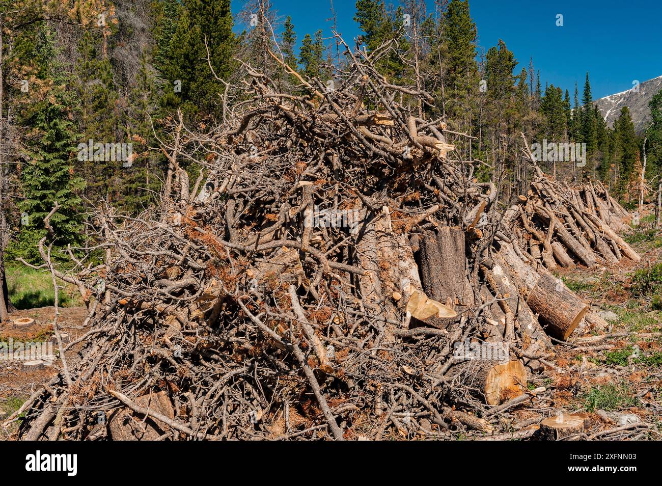 Dead Trees being removed from Rocky Mountain National Park, Colorado ...