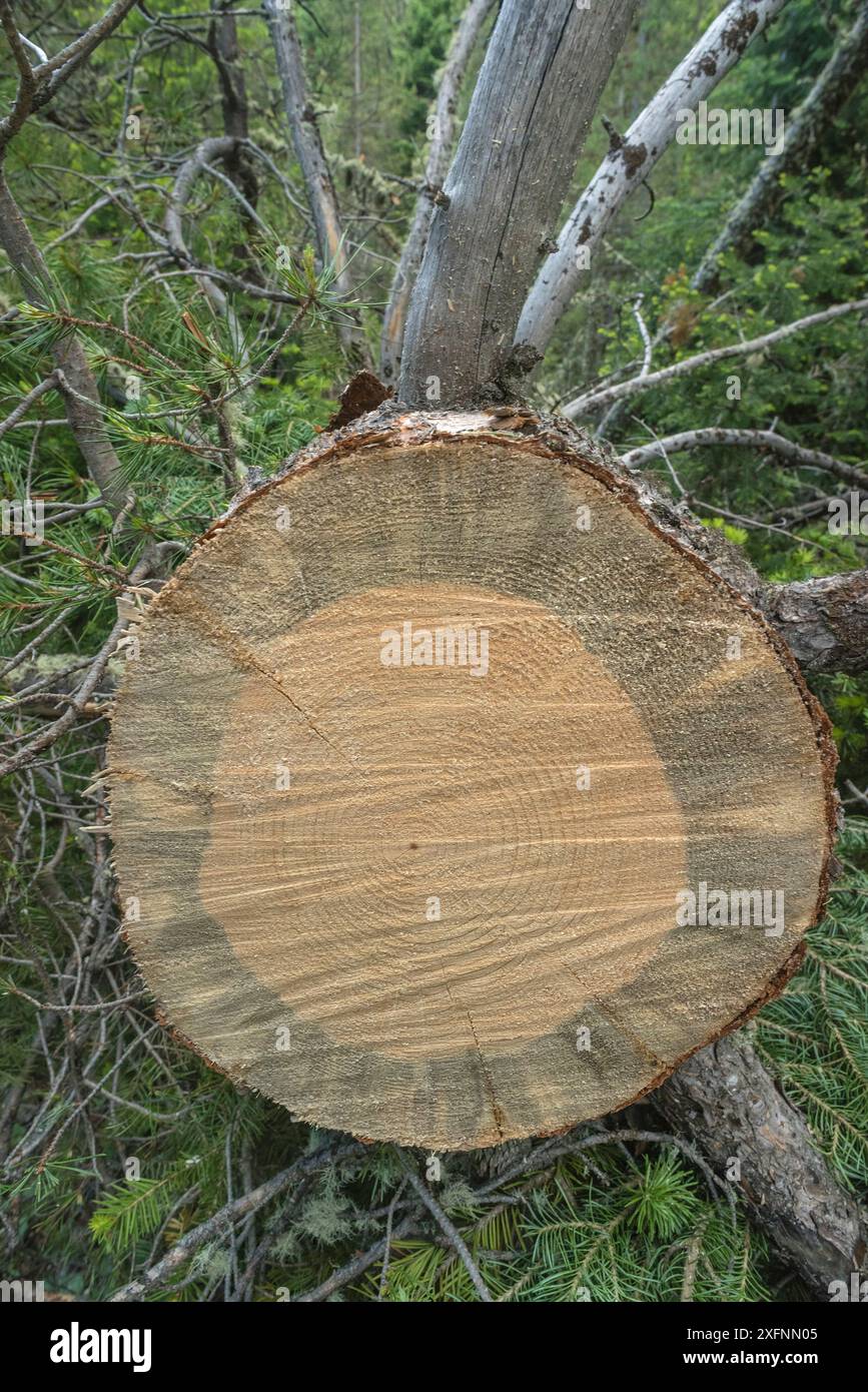 Section through tree hi-res stock photography and images - Alamy