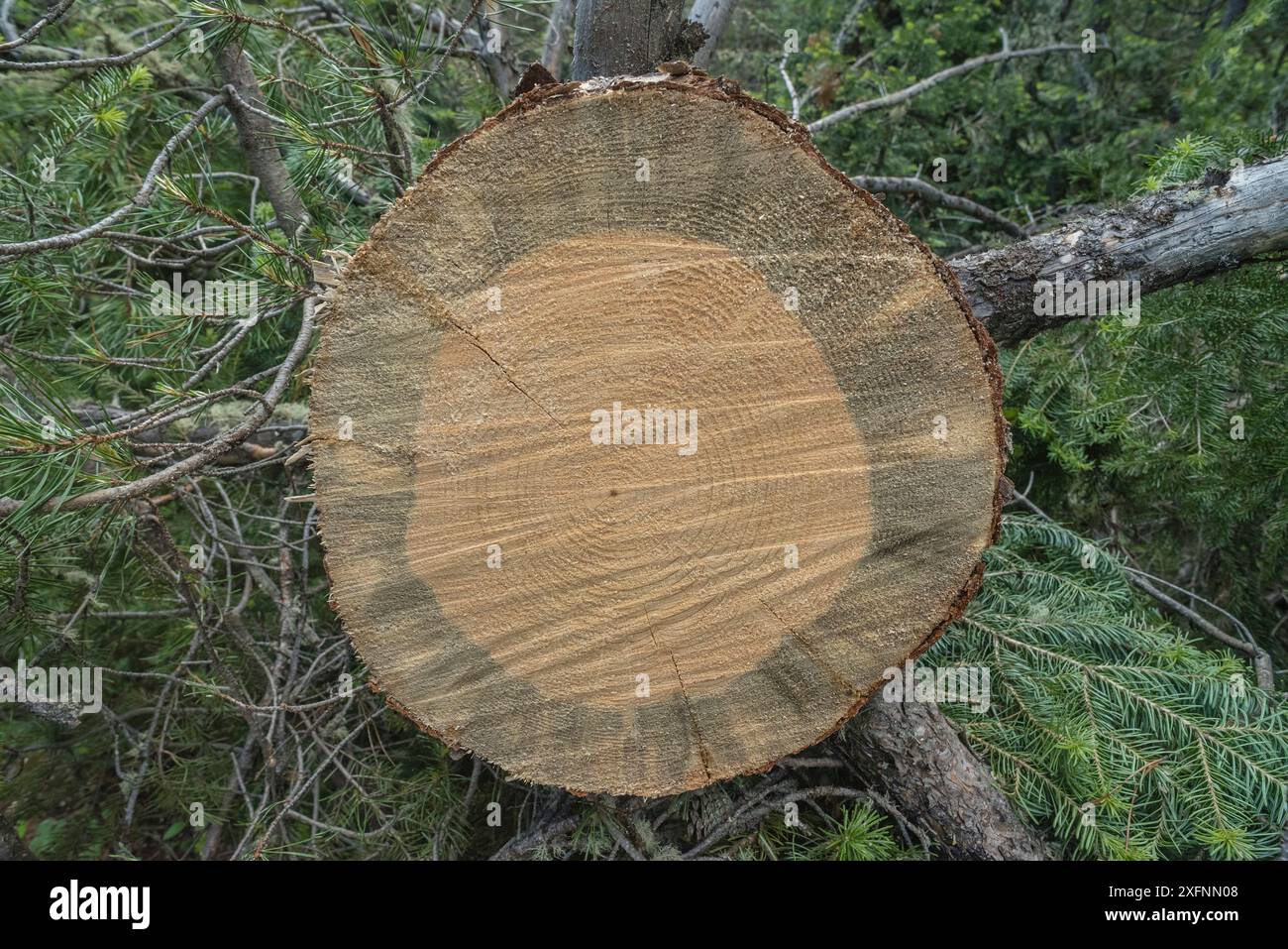Fungus issue hi-res stock photography and images - Alamy