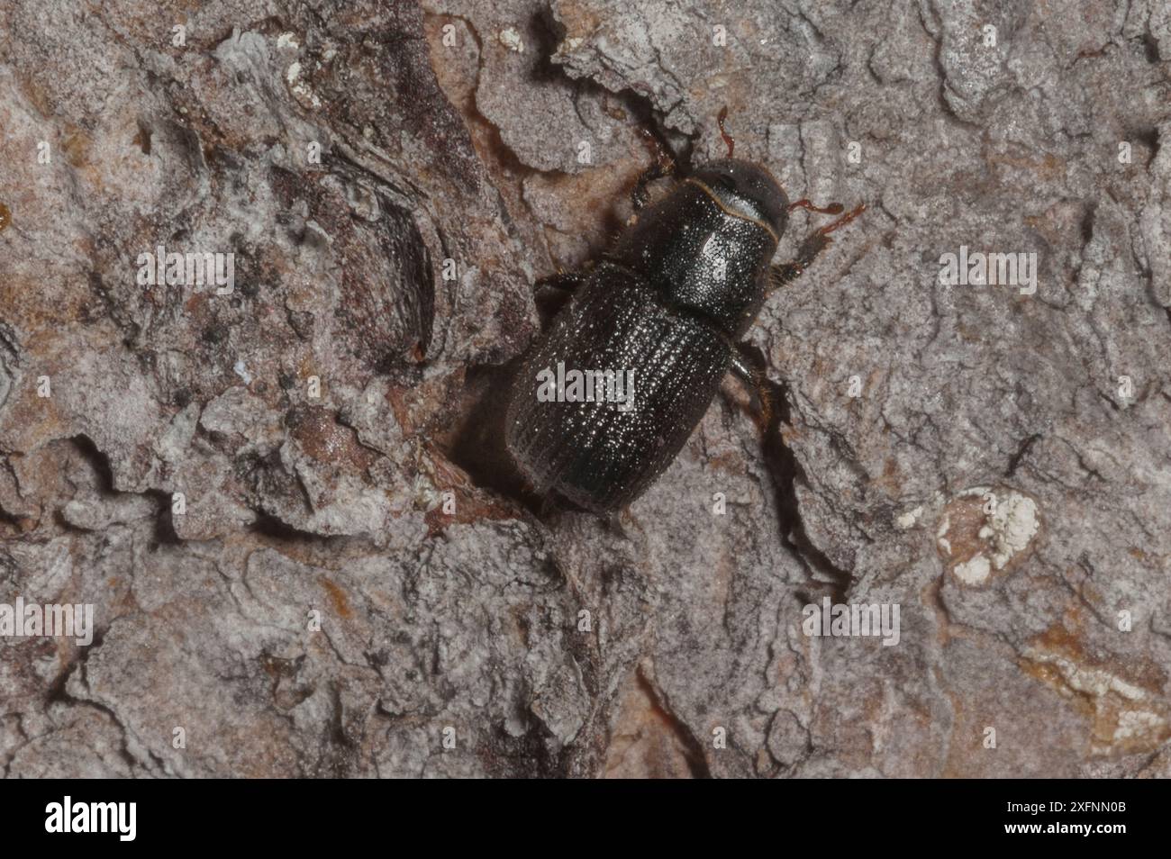 Mountain pine beetle ( Dendroctonus ponderosae) trying to enter ...