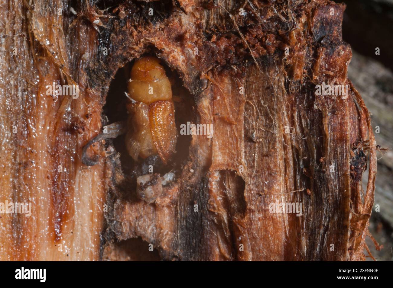 Mountain pine beetle (Dendroctonus ponderosae) pupa in Lodgepole Pine ...