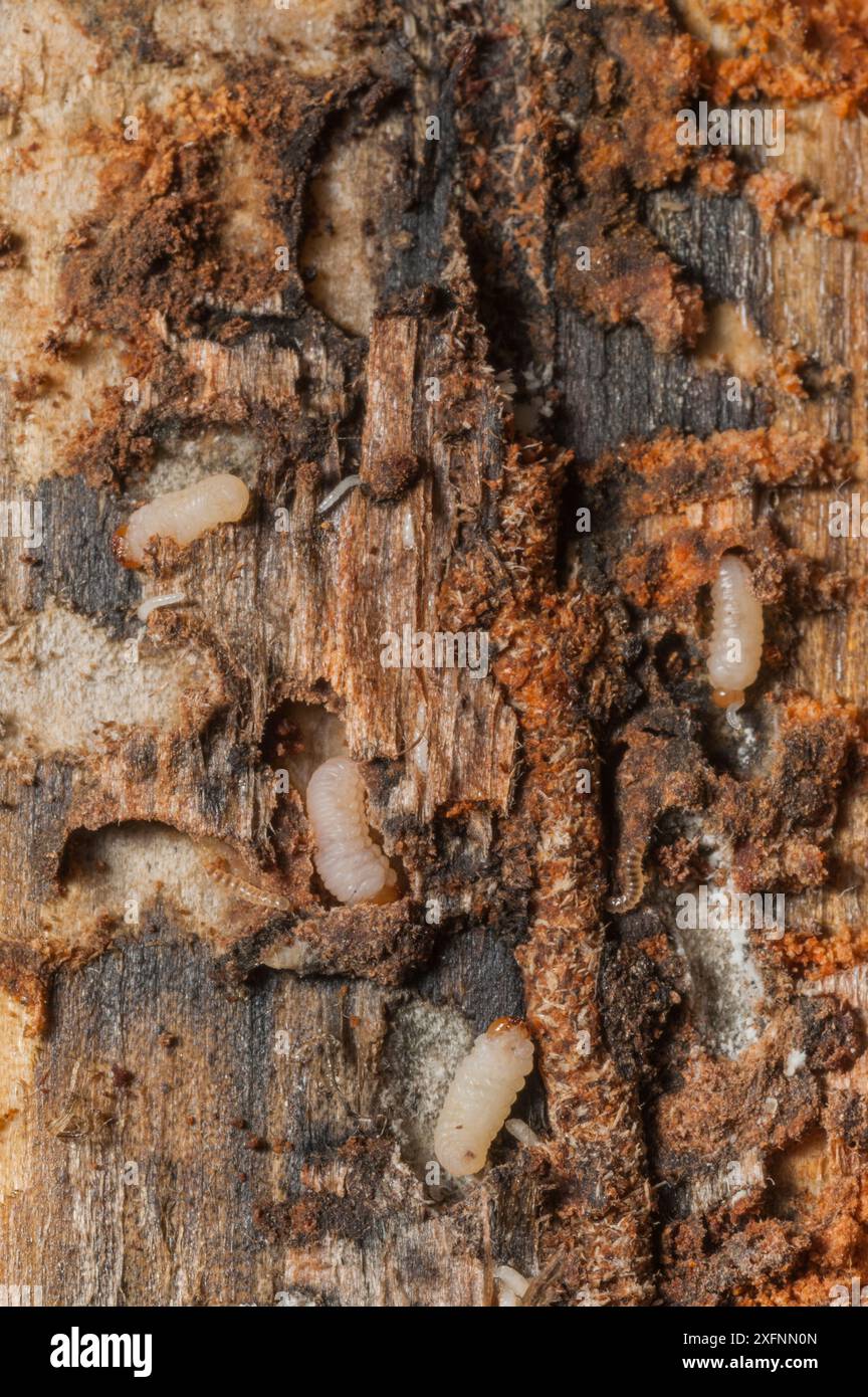 Mountain pine beetle (Dendroctonus ponderosae) larvae in horizontal ...