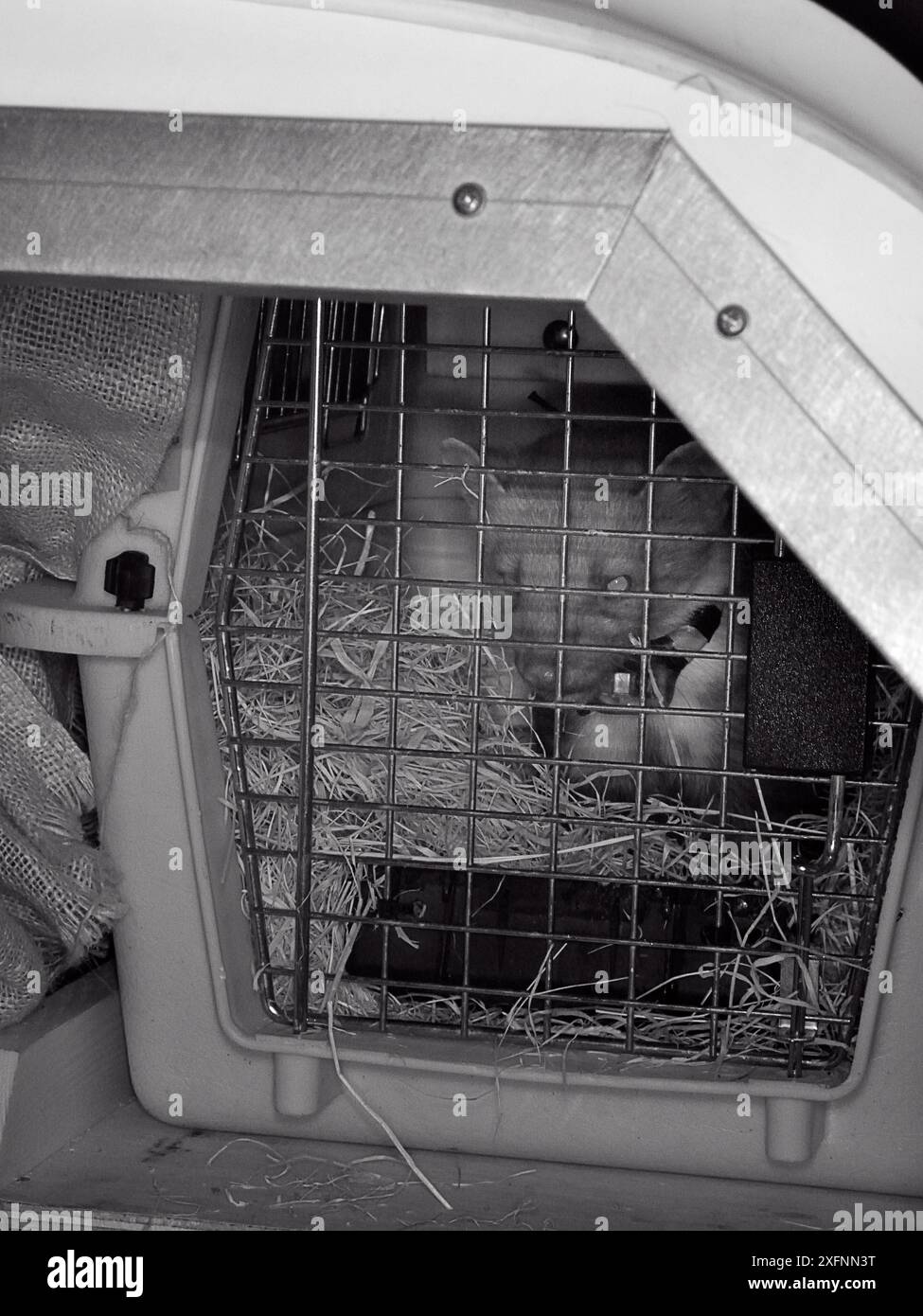 Animal transport cage hi-res stock photography and images - Alamy