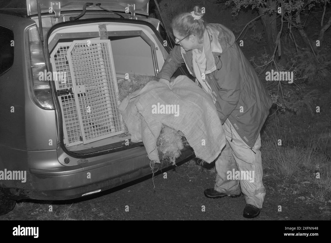 Dr. Jenny Macpherson placing a live trap containing a Pine Marten ...