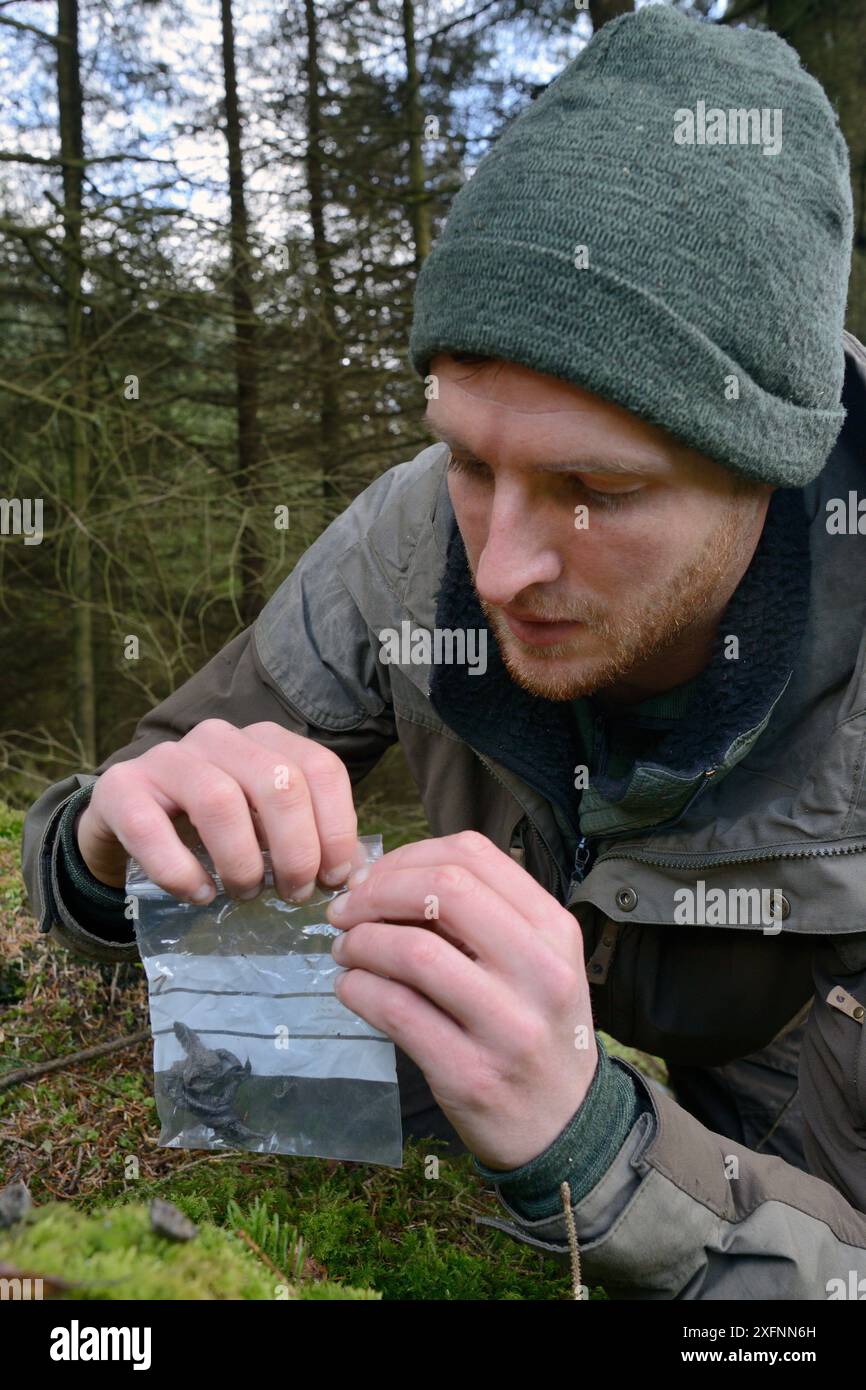 David Bavin collecting scat of a Pine Marten (Martes martes ...