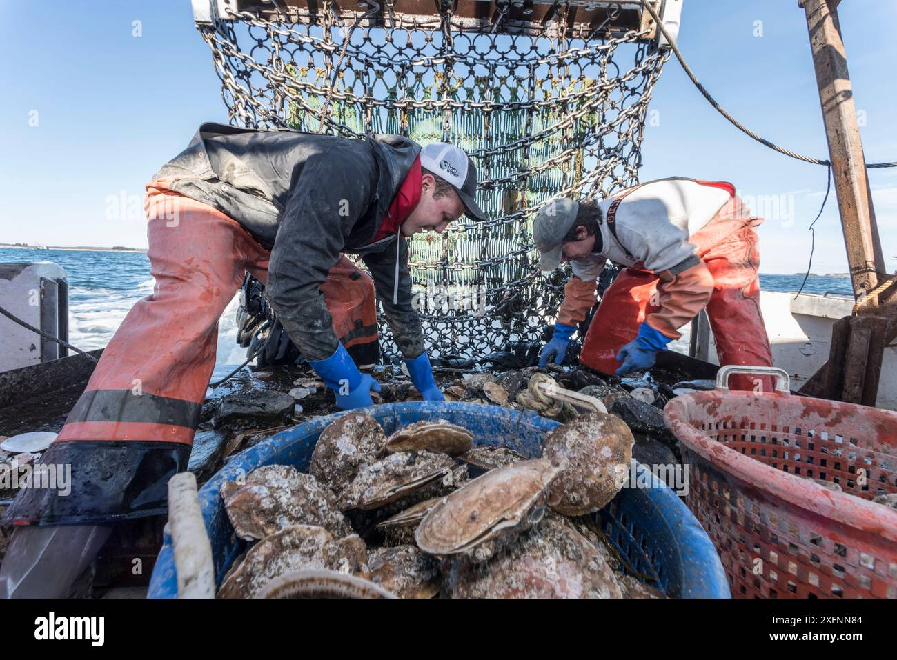 Fishermen harvesting scallops from a scallop dredge on a scallop boat ...