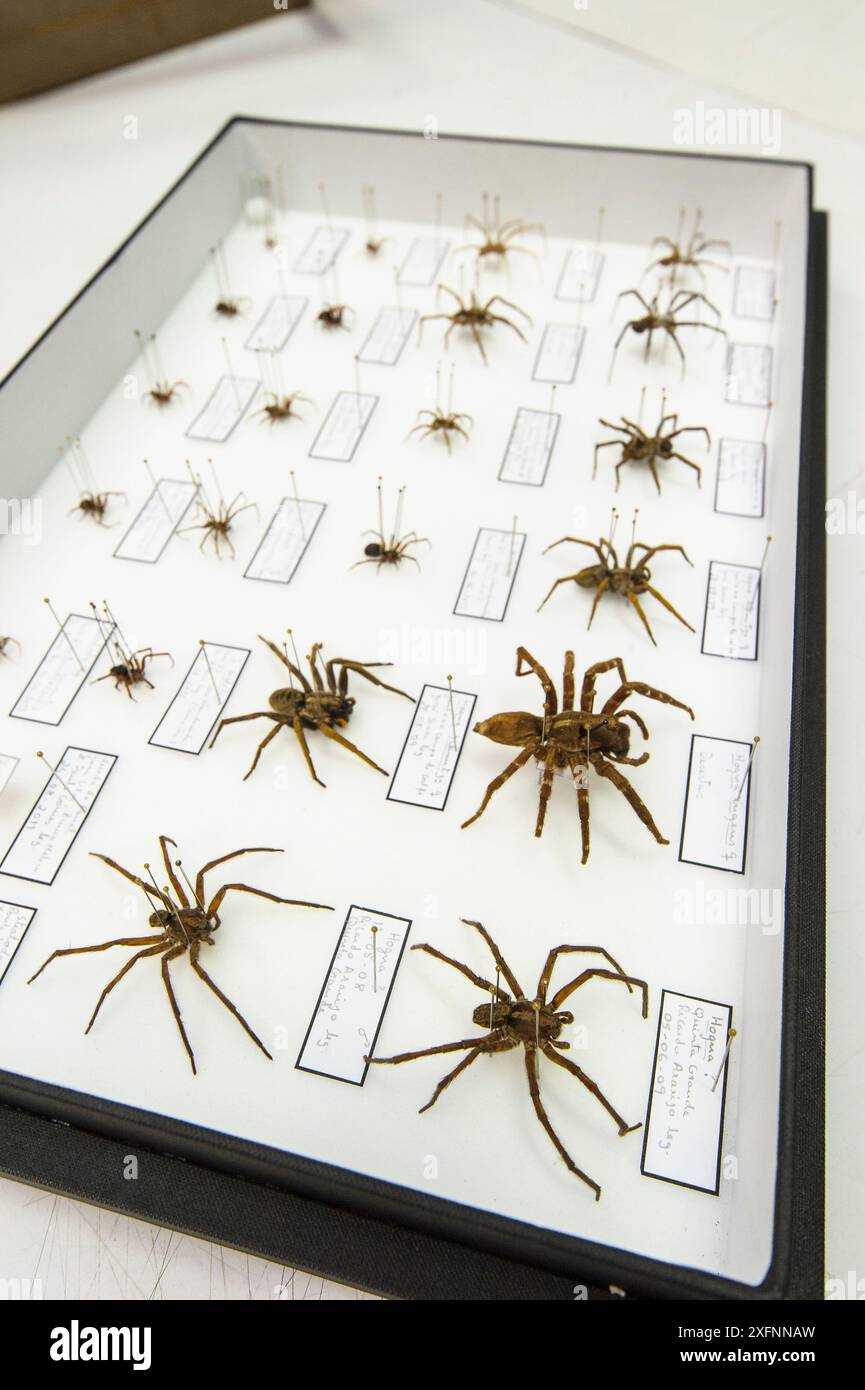 Deserta Grande wolf spider (Hogna ingens) and other spider specimens in ...