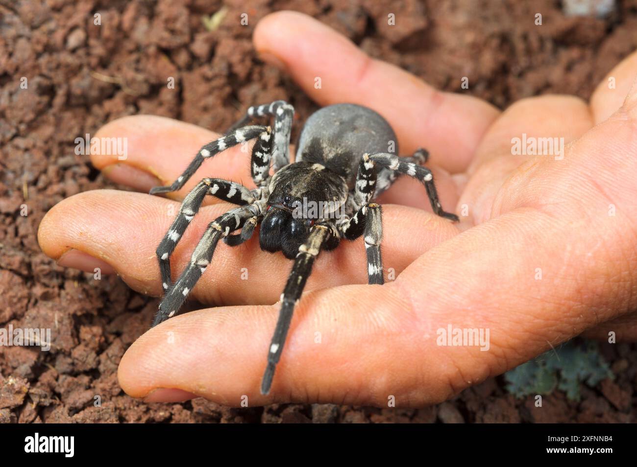 Conservation biologist Isamberto Silva holding a female Deserta Grande ...