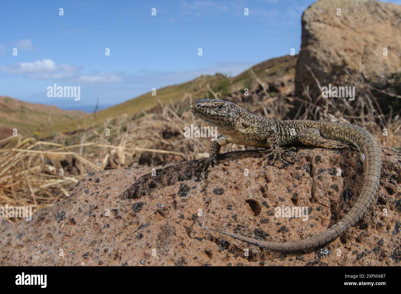 Madeira wall lizard (Teira dugesii), Deserta Grande, Madeira, Portugal ...