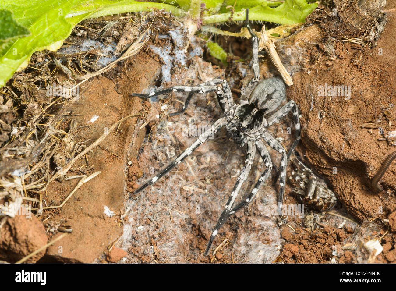 Male Deserta Grande wolf spider (Hogna ingens) in den with old moult ...