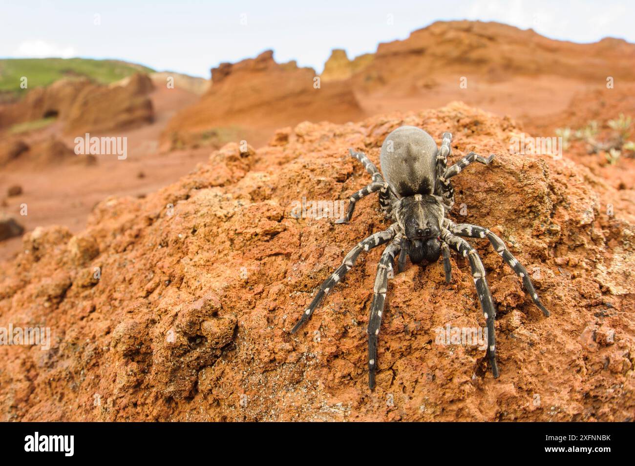 Deserta Grande wolf spider (Hogna ingens), Deserta Grande, Madeira ...