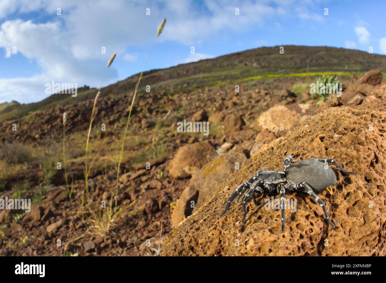 Female Deserta Grande wolf spider (Hogna ingens), with Bulbous canary ...
