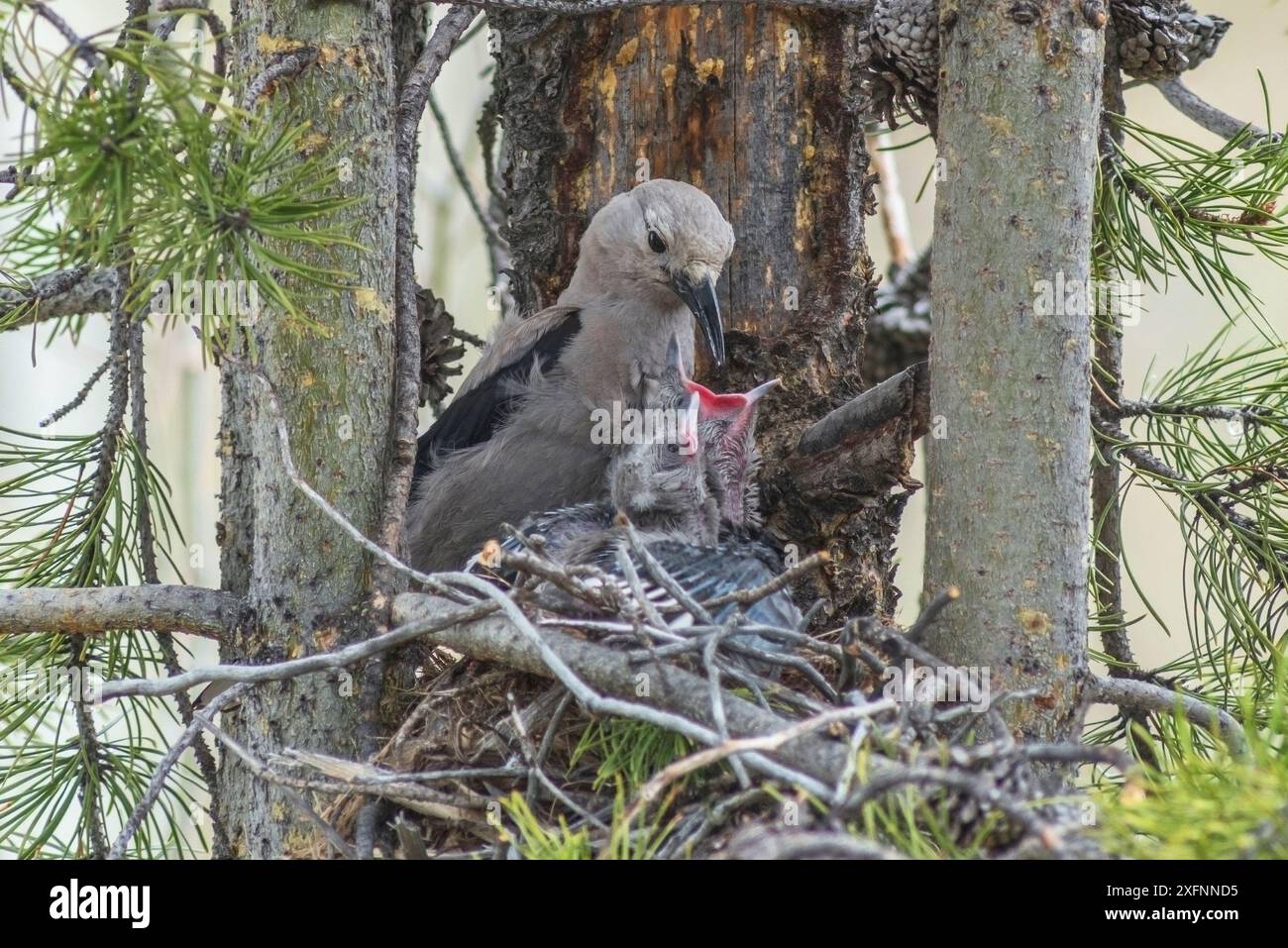 Clark's nutcracker (Nucifraga columbiana) feeding nestlings, Wyoming ...
