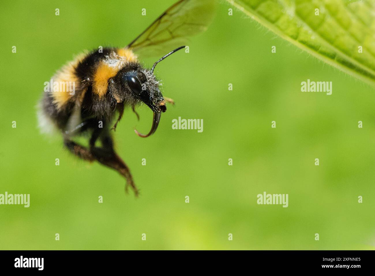 Garden bumblebee (Bombus hortorum), in flight, Monmouthshire, Wales, UK ...