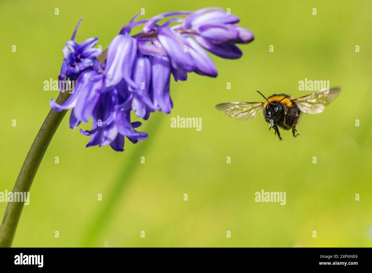 Garden bumblebee (Bombus hortorum) visiting bluebell (Hyacinthoides non ...