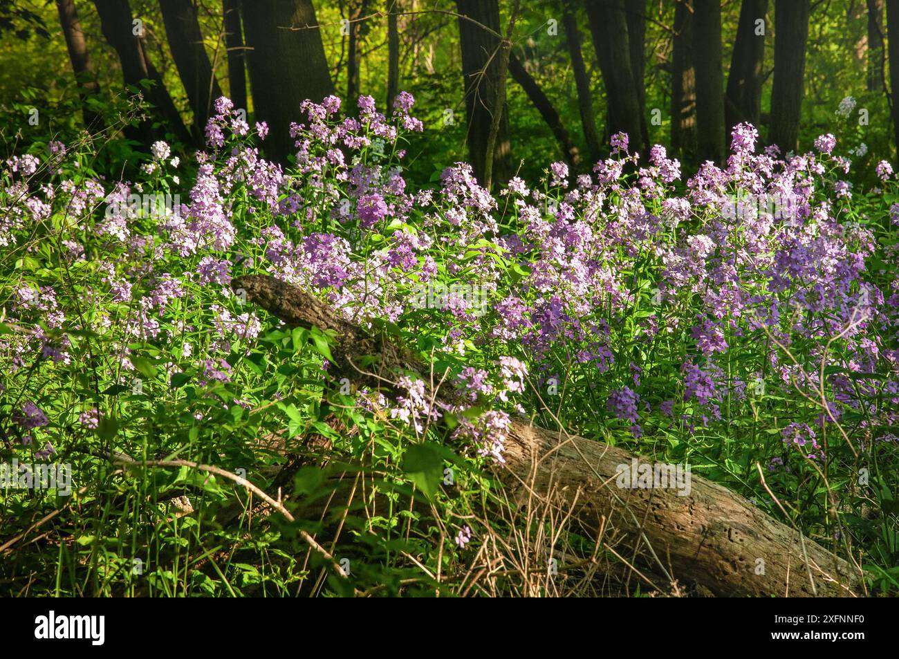 Rich purple soil hi-res stock photography and images - Alamy