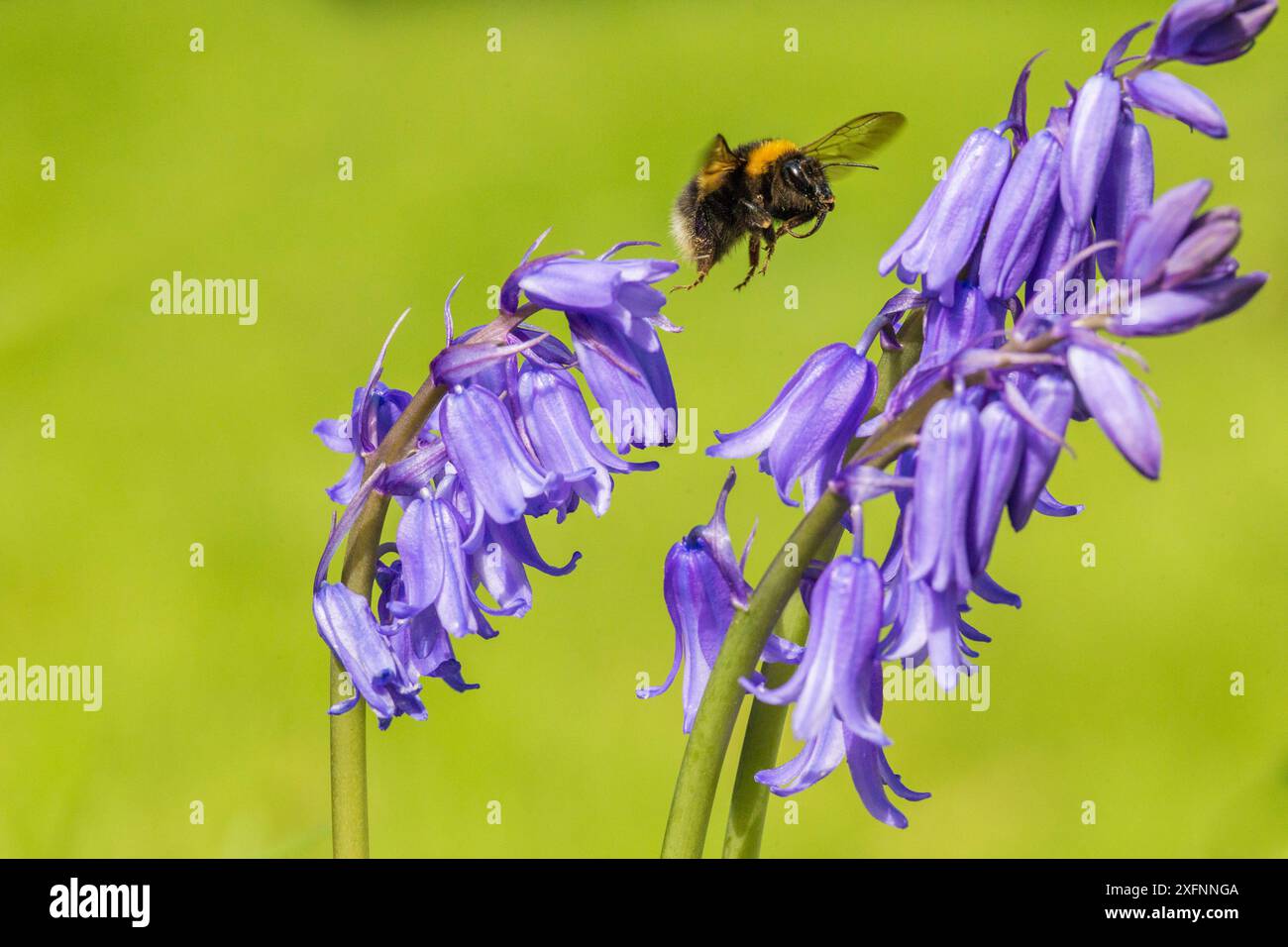 Garden bumblebee (Bombus hortorum) visiting bluebell (Hyacinthoides non ...