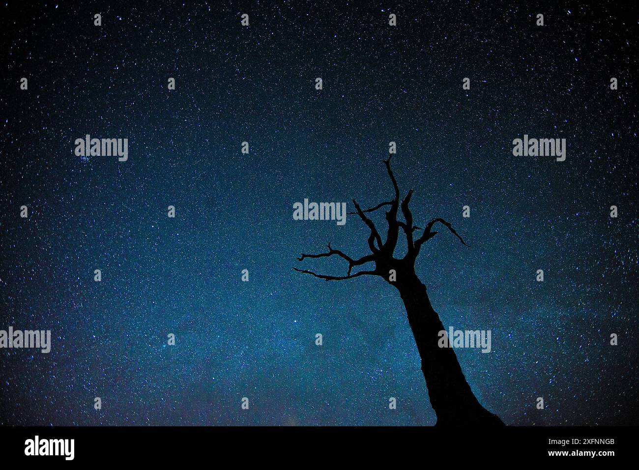 English oak tree (Quercus robur) at night, Brecon Beacons National Park ...