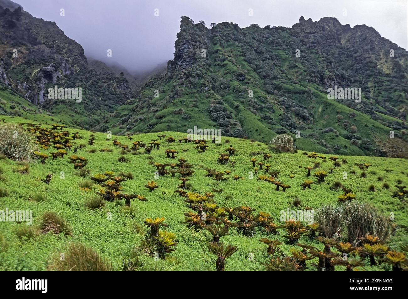 Coastal plateau with water fern (Histiopteris incisa) and Bog fern ...