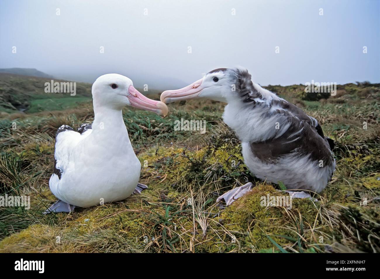 Tristan Albatross (Diomedea dabbenena) male feeding chick, Gough Island ...