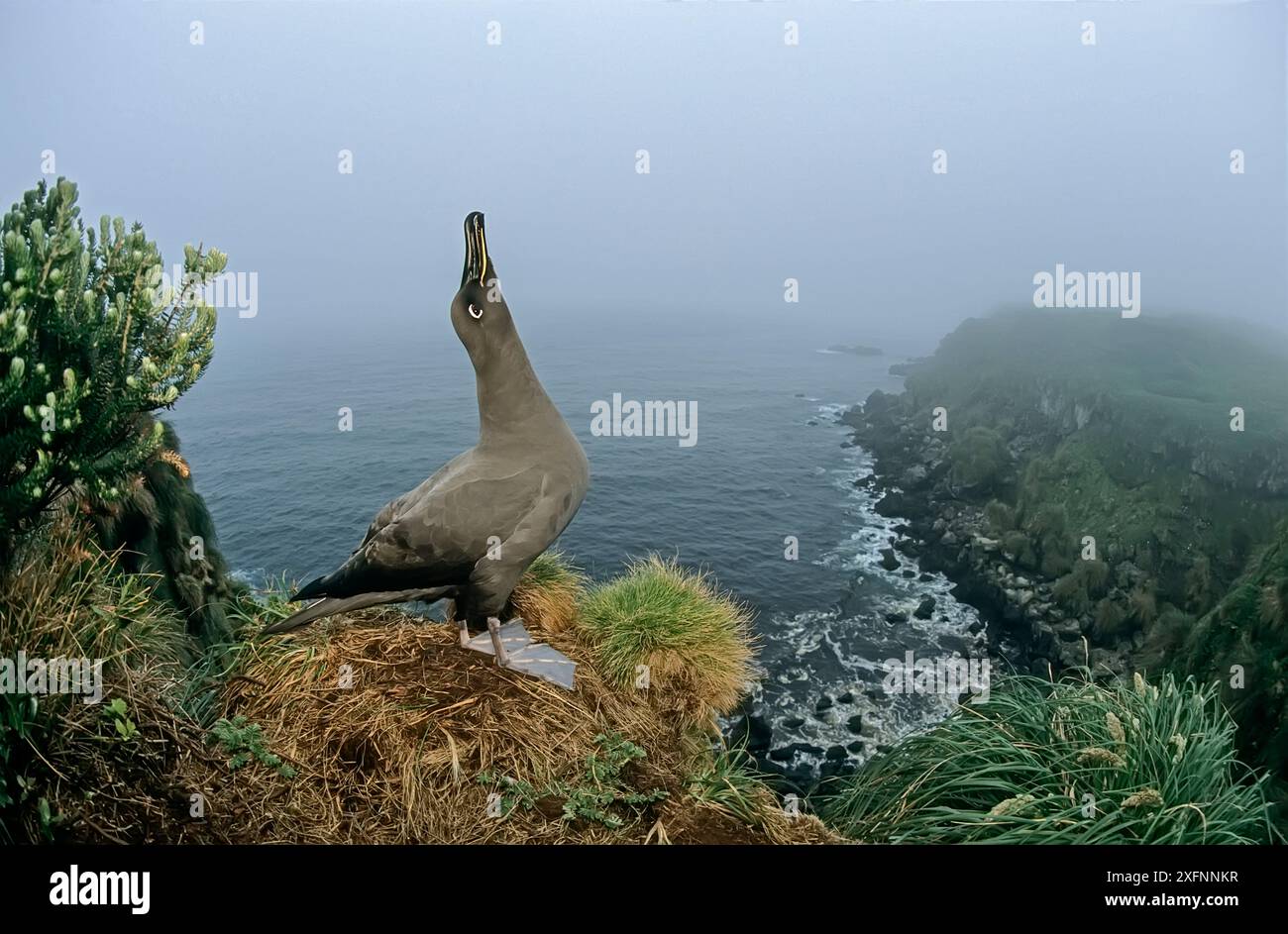 Sooty Albatross (Phoebetria fusca) skypointing courtship call, Gough ...