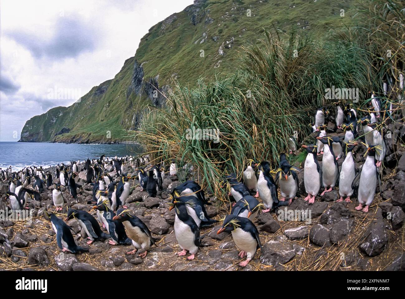Northern Rockhopper Penguin (Eudyptes moseleyi) colony in tall Spartina ...
