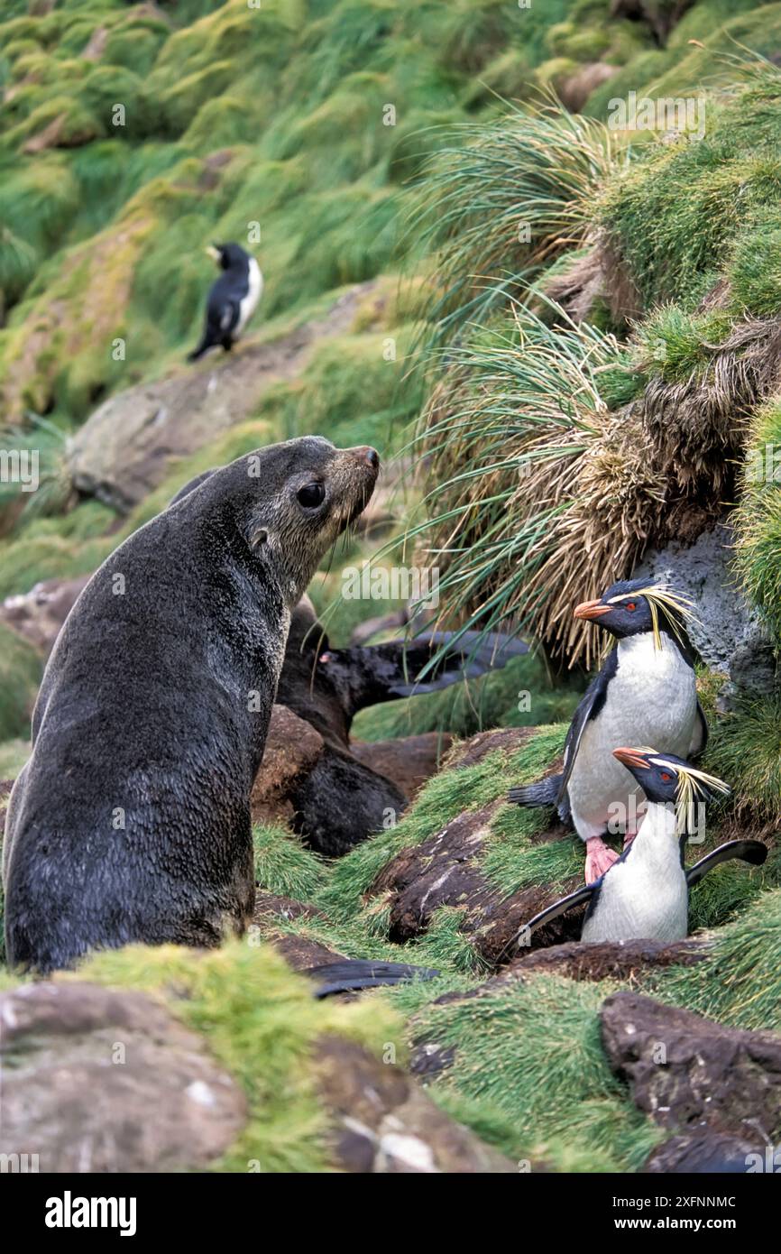 Northern Rockhopper Penguin (Eudyptes moseleyi) in nesting colony with ...