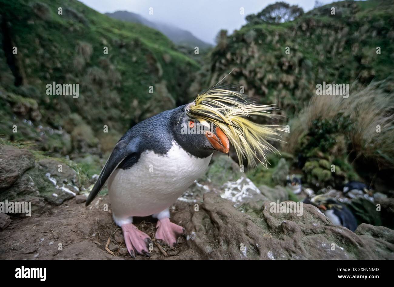Northern Rockhopper Penguin (Eudyptes moseleyi) in windswept nesting ...