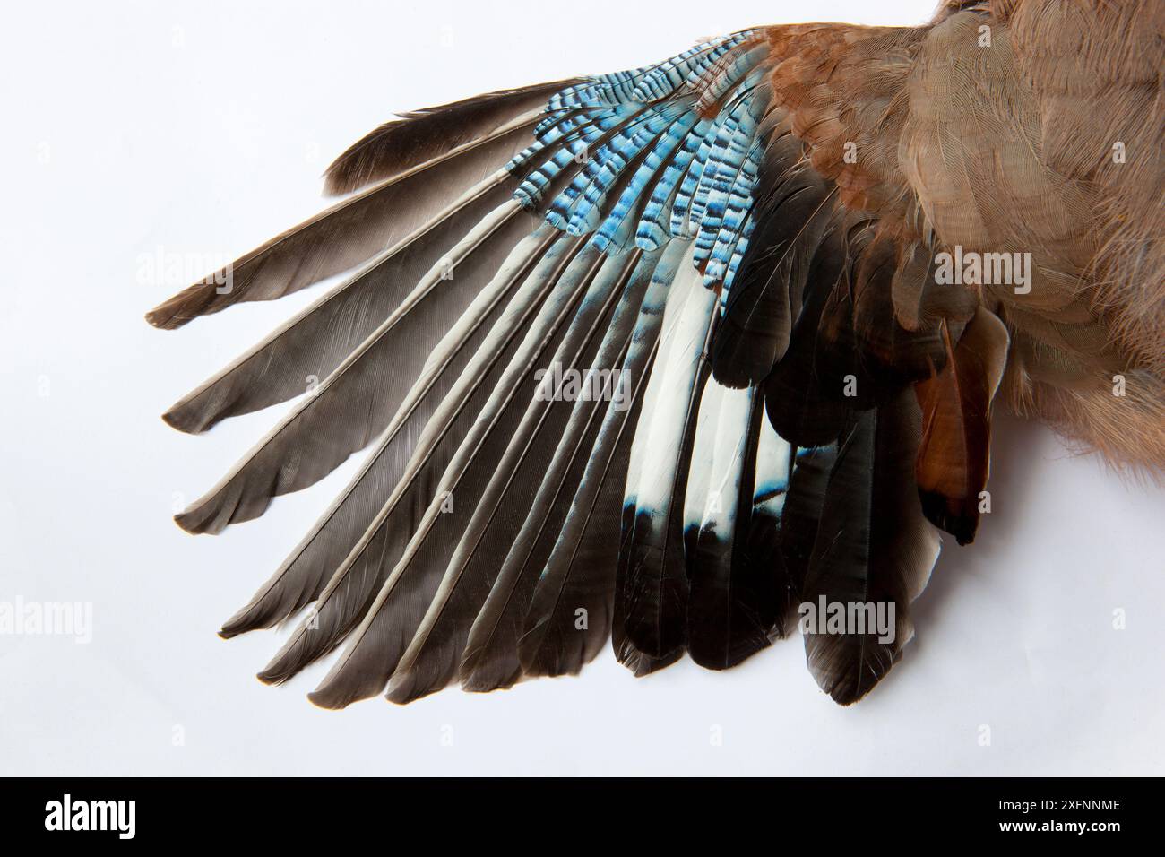 Jay's (Garrulus glandarius) wing, showing blue covert feathers Stock ...