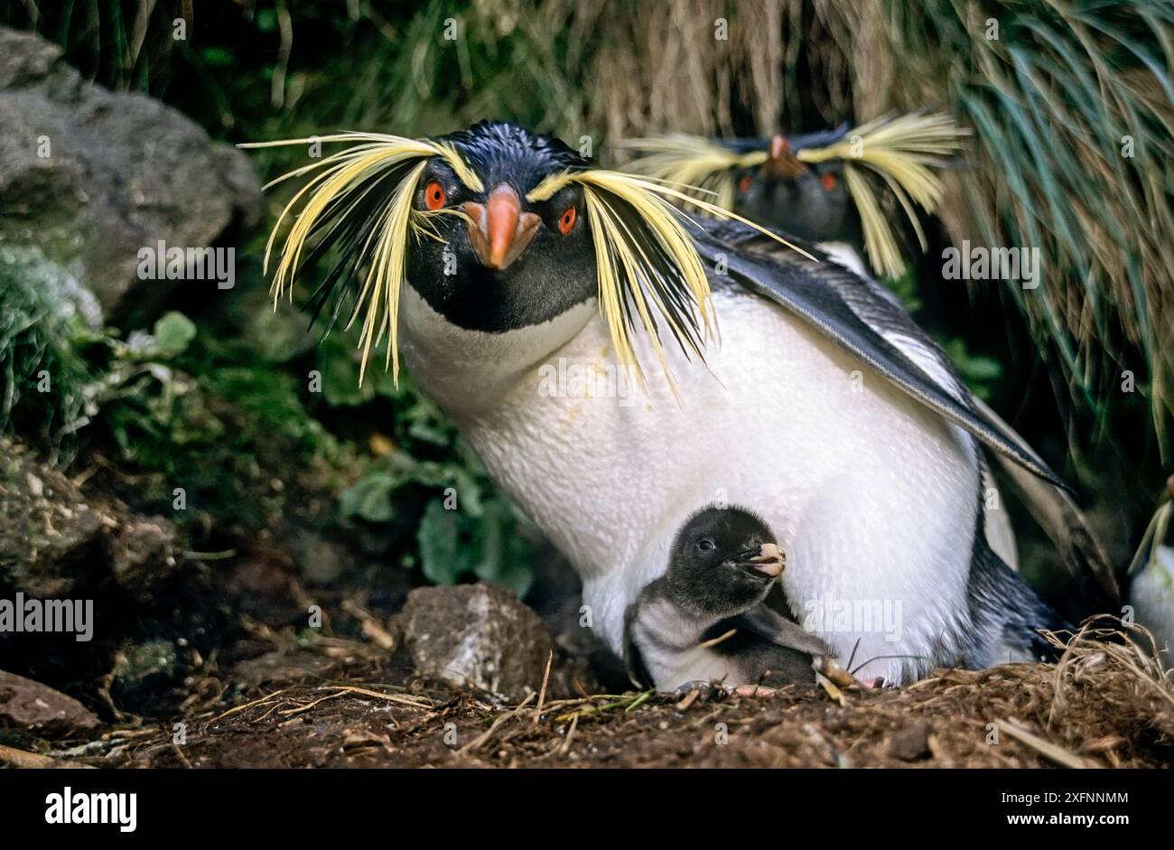 Northern rockhopper penguin (Eudyptes moseleyi) parent with chick ...