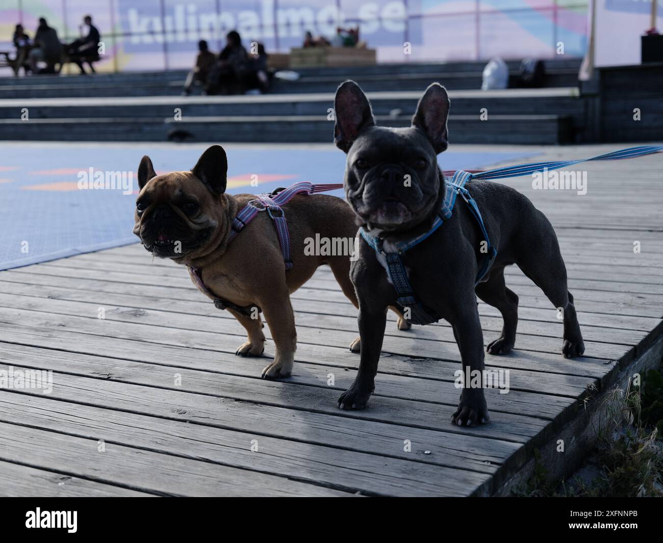 A couple of dogs on the beach in Malmö, Sweden Stock Photo - Alamy