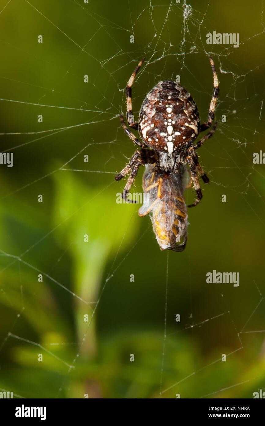 Garden spider (Araneus diadematus) eating a Common wasp (Vepsa vulgaris ...