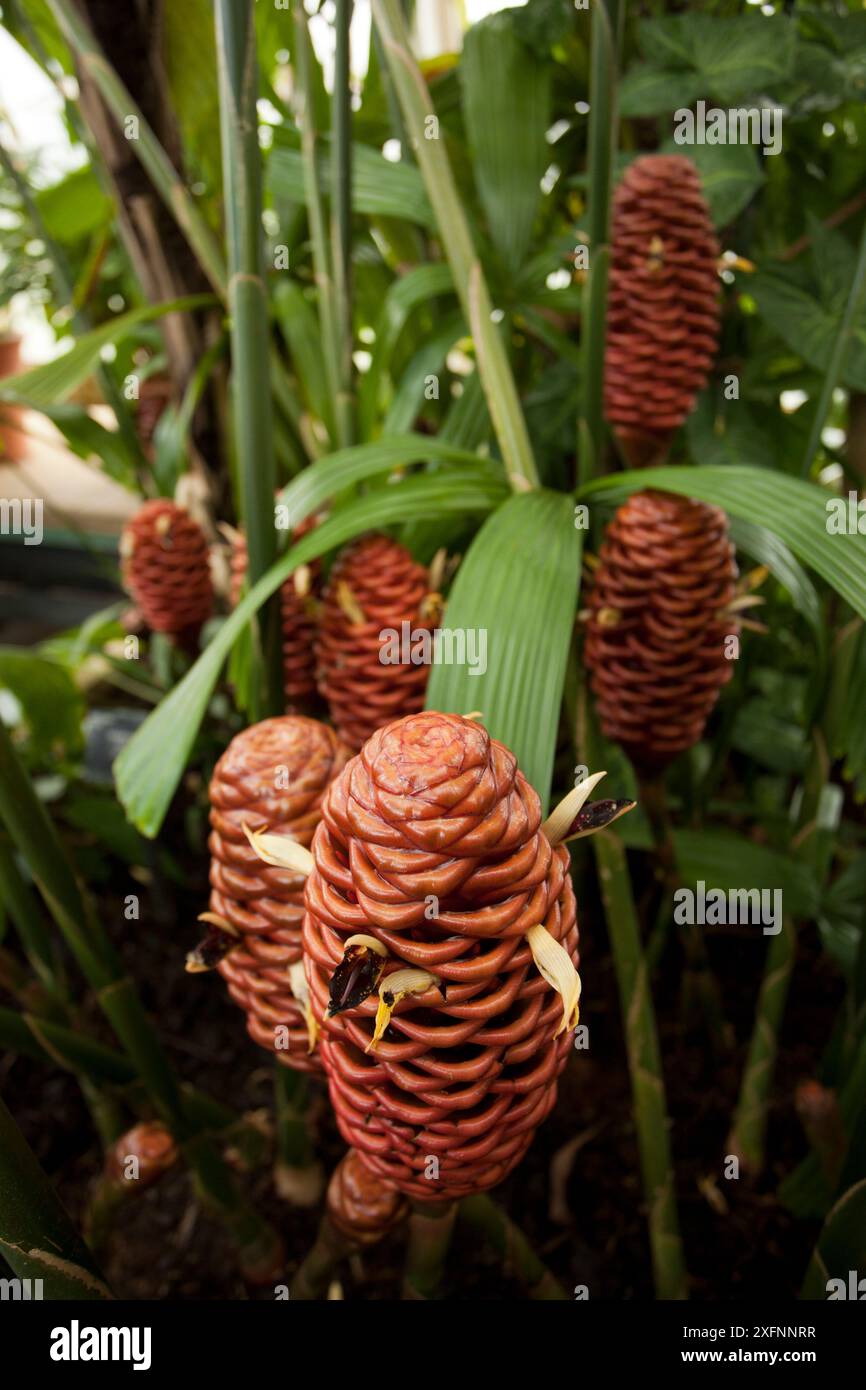 Beehive ginger zingiber spectabile hi-res stock photography and images ...