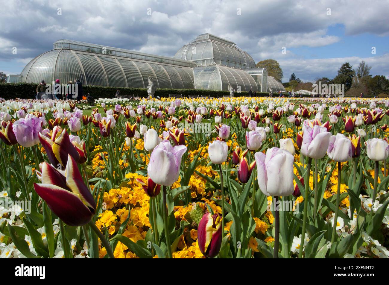Flowering Tulips (Tulipa), with Palm House in the background, Kew ...