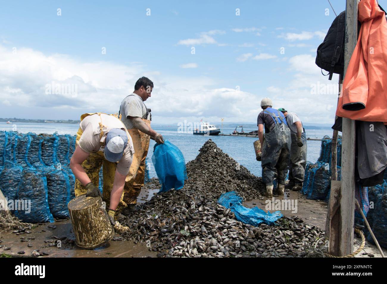 Men harvesting Mussels, Quinchao Island, Chiloe, Chile. January 2016 ...