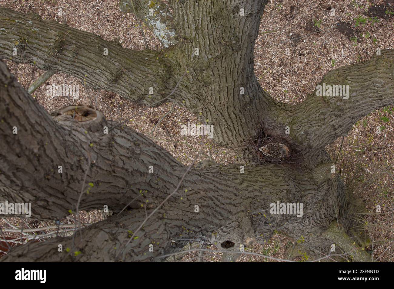 Mallard duck sitting down hi-res stock photography and images - Alamy